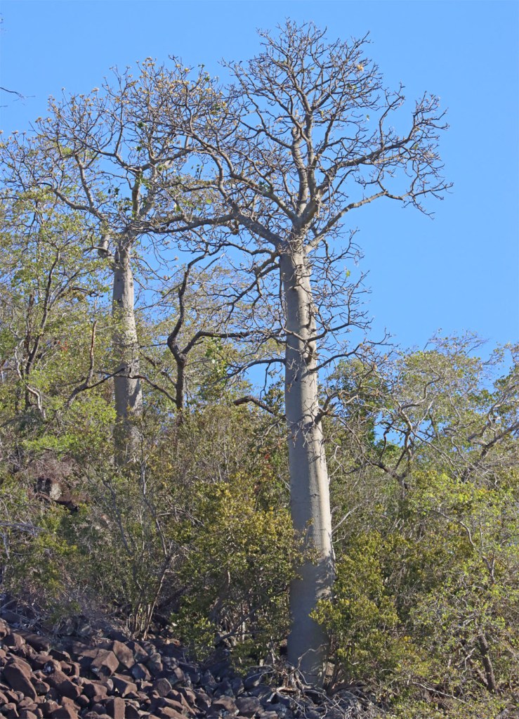 Central Qld 2021 – Day 2 – Mount Scoria