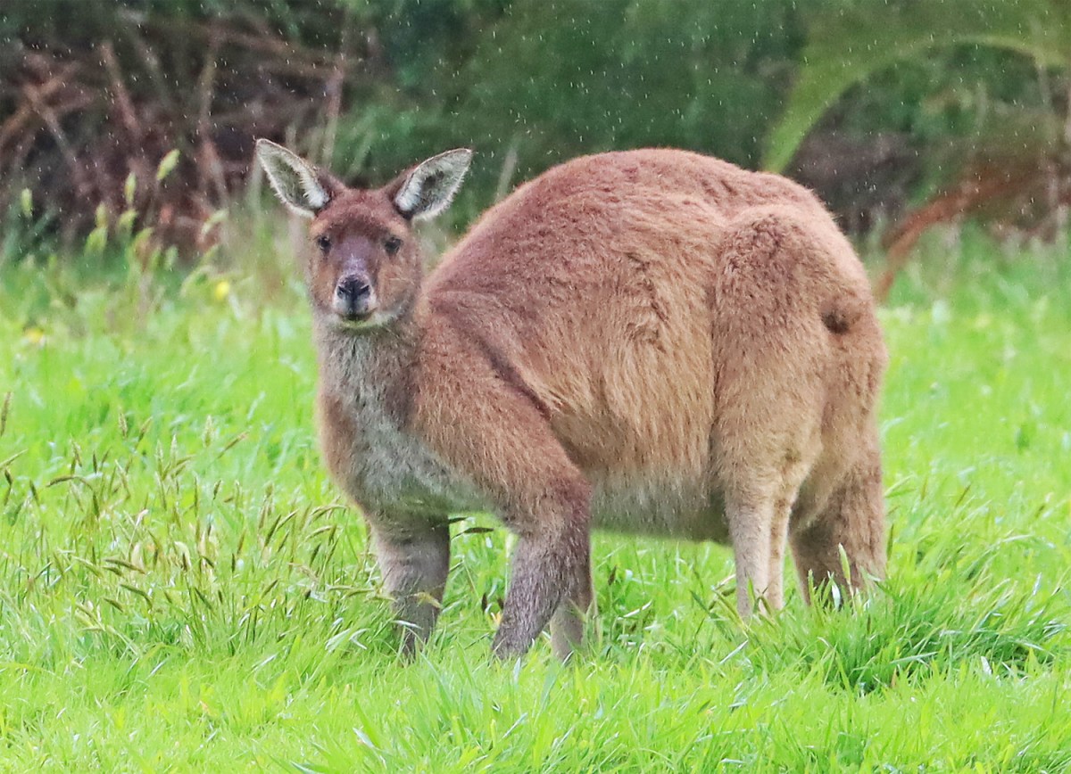 Way Away in WA 2023 – Day 56 – National Parks of the South-west